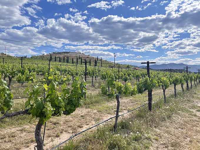 Rows of grapevines stretching toward Arizona hills create a view that wine country dreams are absolutely made of.