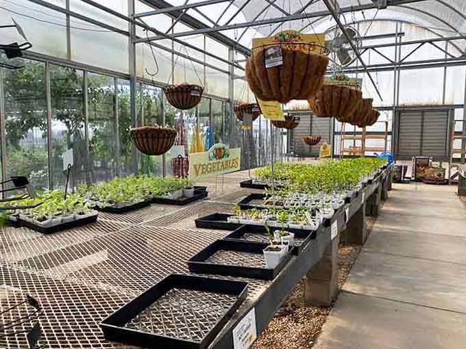 They're growing their own vegetables here because apparently running a restaurant and garden wasn't ambitious enough already.