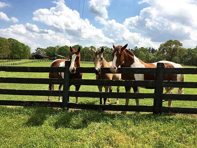 Three horses at a fence, framed by green pastures. Rural Georgia knows how to do peaceful countryside without even trying too hard.