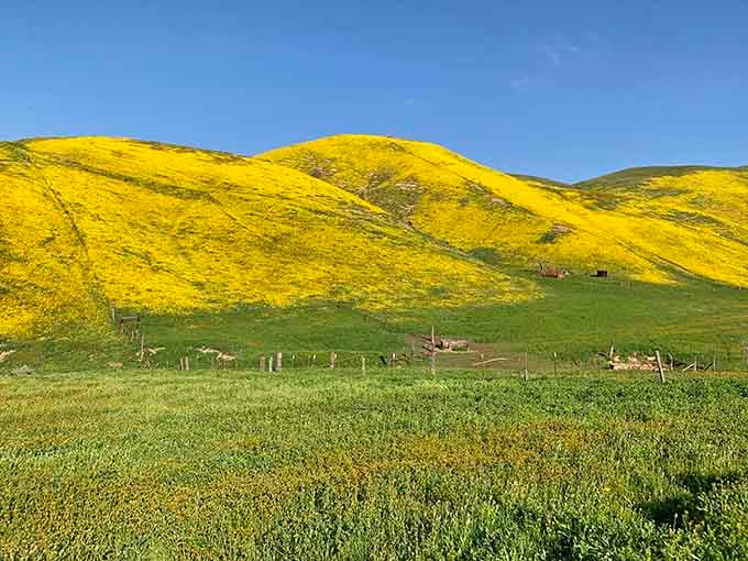 Yellow hillsides glow against green valleys, creating contrast so stunning it almost seems digitally enhanced but isn't.