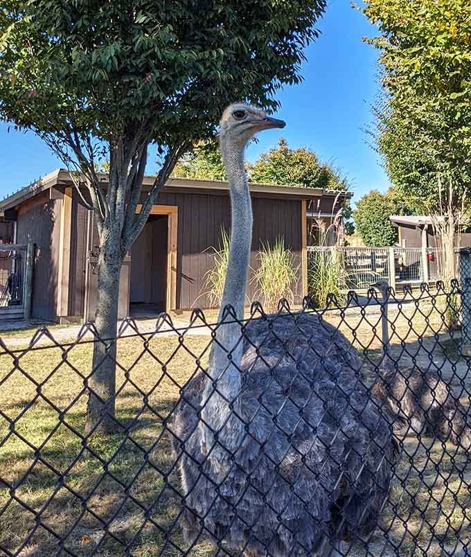 Ostriches: nature's way of proving that birds can be tall, curious, and slightly intimidating all at the same time.