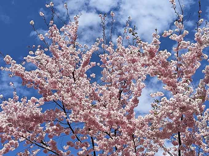 Cherry blossoms against blue sky create a view so stunning it almost seems like showing off.
