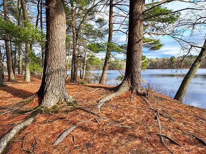 Pine trees frame the water like they're posing for a postcard, and honestly, they're nailing the assignment perfectly.