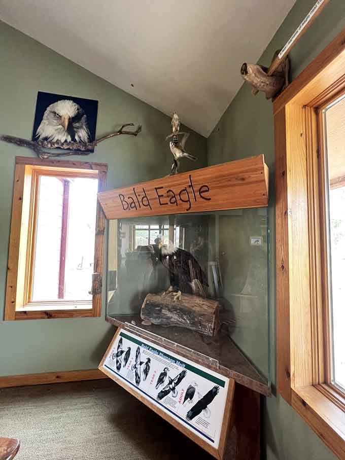 Inside the nature center, a preserved bald eagle reminds visitors why this park earned its feathered reputation.
