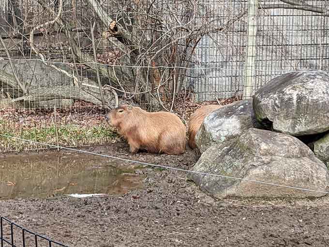Capybaras are basically giant guinea pigs that decided to live their best life, and honestly, we should all take notes.