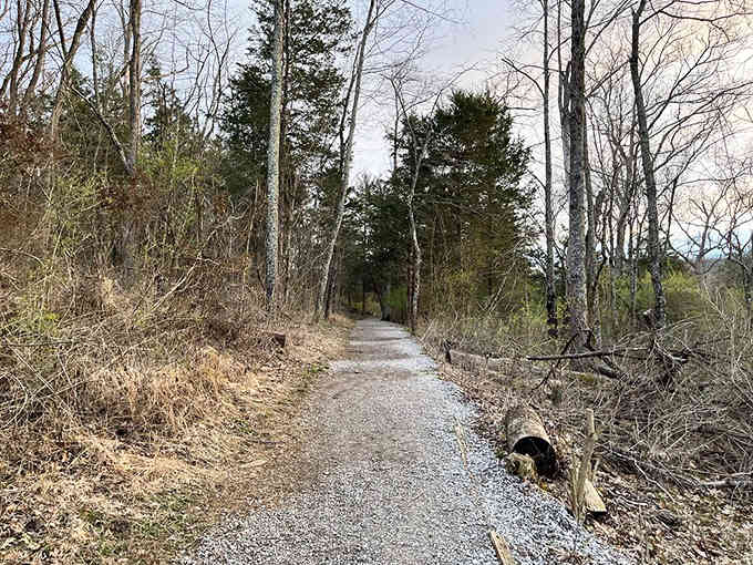 Quiet trails wind through woods that have witnessed more history than any textbook could ever capture completely.