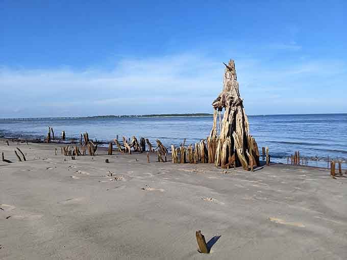 Bleached tree skeletons rise from the sand like monuments to nature's relentless, beautiful power.