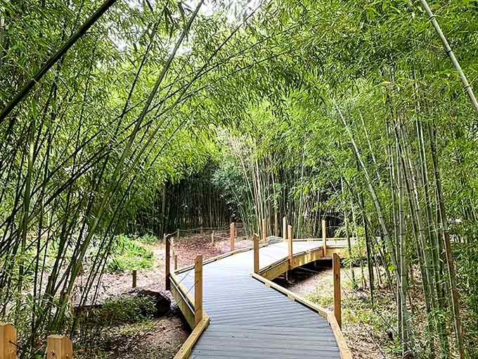 The bamboo forest pathway curves mysteriously ahead, making you feel like you've wandered into a peaceful Asian film.