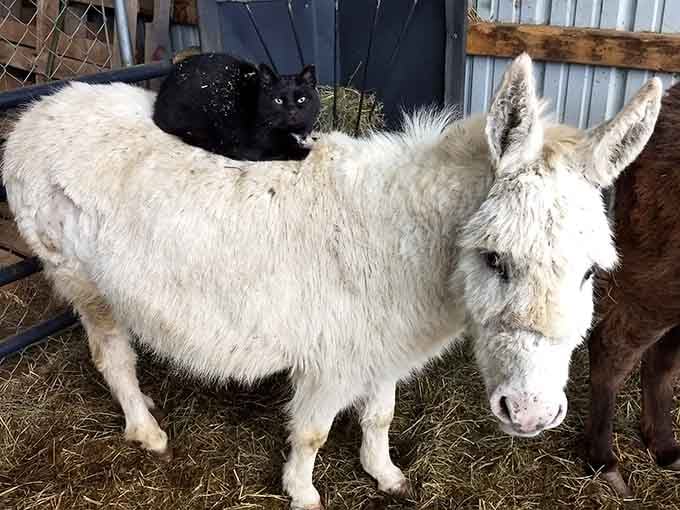 When cats befriend donkeys, you know you've found a place where everyone gets along just fine, humans included.