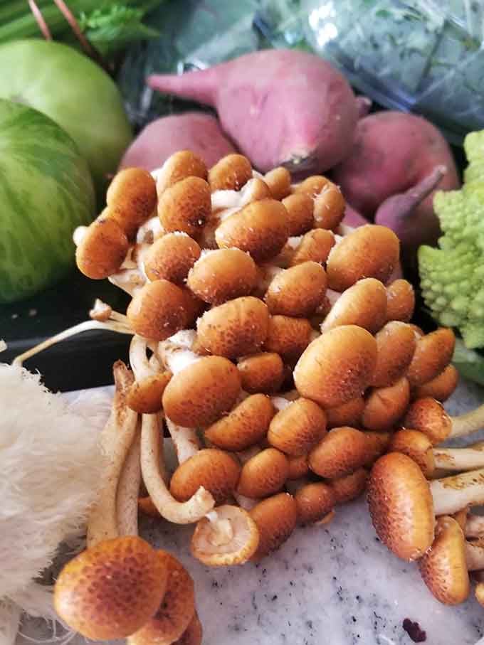 Fresh mushrooms that look like they belong in a fairy tale, except you get to eat them instead of building houses underneath.
