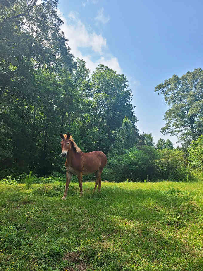 Even the local wildlife knows this trail leads somewhere special worth checking out for themselves.