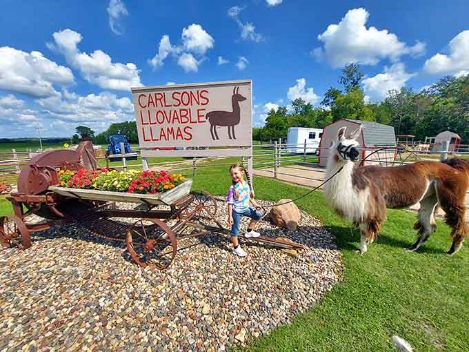 The farm's cheerful signage promises exactly what it delivers: llamas that are genuinely, undeniably lovable and huggable.