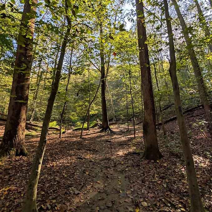Sunlight filters through the forest canopy, creating that magical lighting photographers dream about capturing on camera every time.