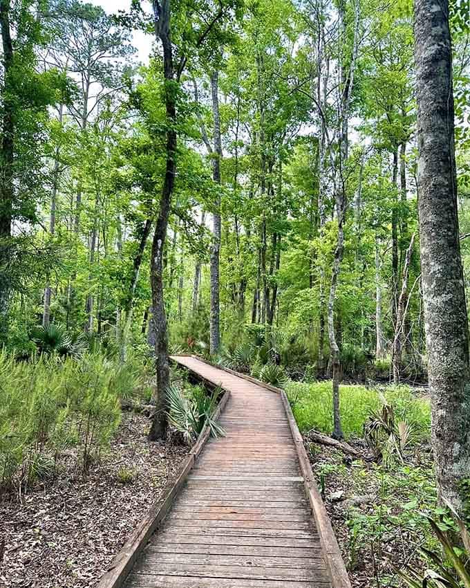 Lush green boardwalk curves through summer forest, where the humidity is real but the scenery makes you forget about your frizzy hair.