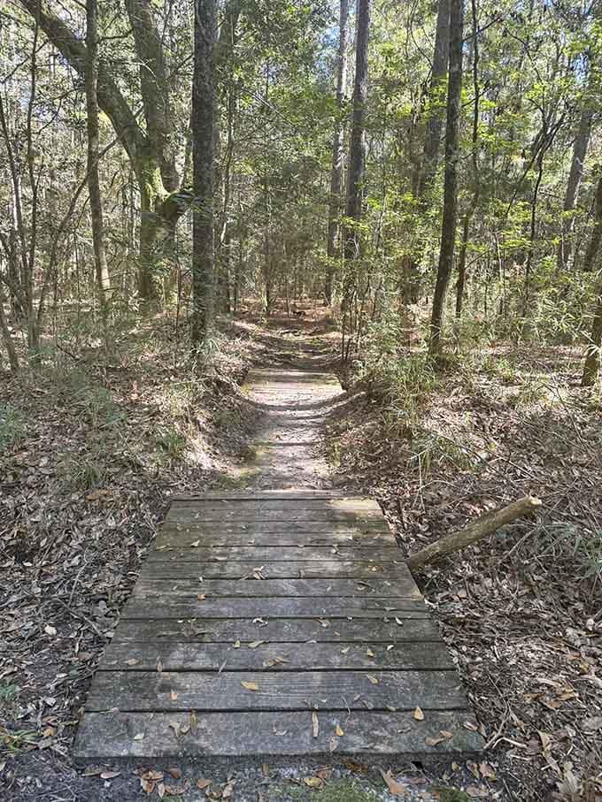 The boardwalk disappears into dense forest, promising discoveries that make you forget about your phone for a while.