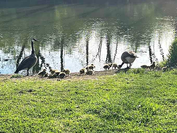 Canada geese with their goslings enjoying the waterside like it's their personal country club, which it basically is.