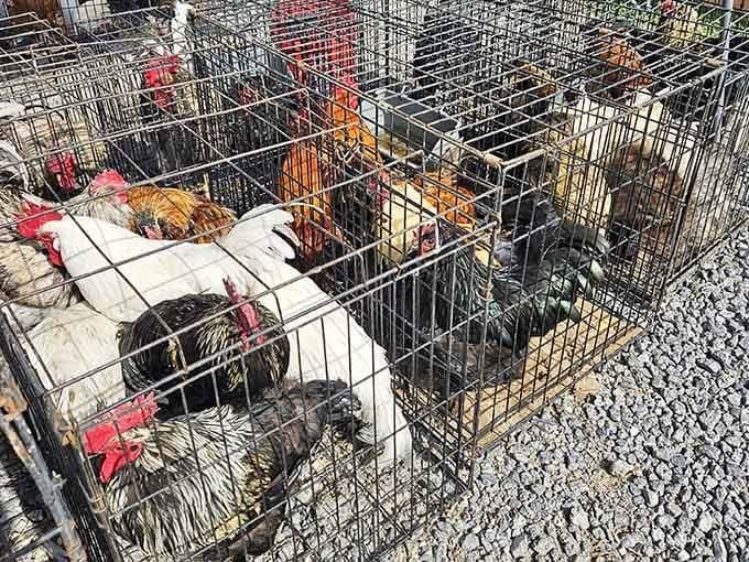 Live chickens in cages remind you this isn't your typical suburban shopping mall experience anymore.