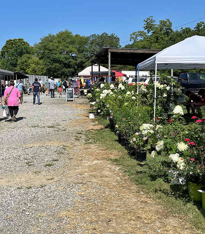 Blooming hydrangeas lining the walkway, adding natural beauty to an already picturesque marketplace that changes with every season.