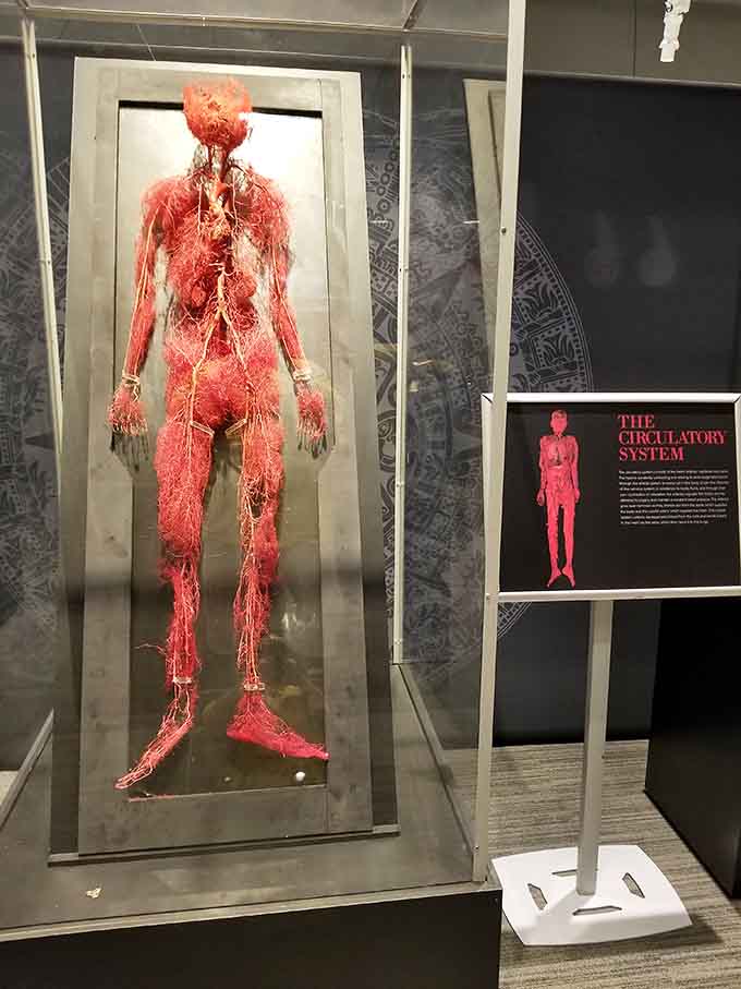 The human body's highway system on full display&mdash;suddenly biology class makes a whole lot more sense.