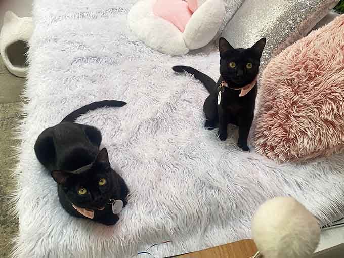 These sleek black beauties prove that superstitions are nonsense&mdash;they're clearly good luck incarnate, just waiting for forever homes.