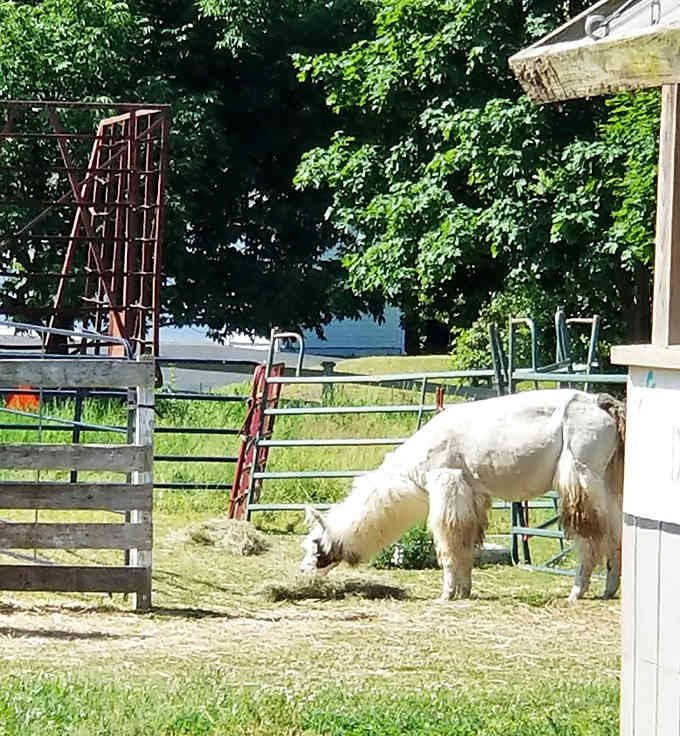 One perfectly fluffy llama enjoying its pasture like it&rsquo;s posing for a calendar titled 'Llamas Who Lunch in Scenic Locations.