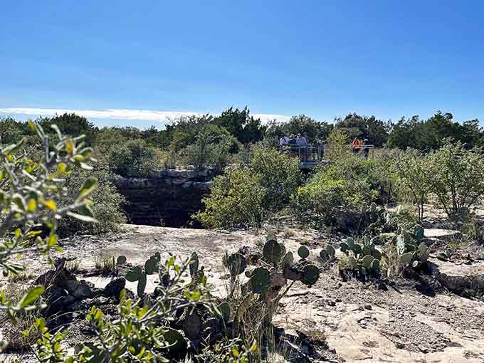Even the cacti here seem to lean in for a better view of the main attraction, can't say we blame them.