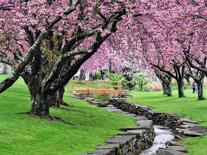 Hurd Park in spring becomes a pink paradise that makes you understand why people write poetry about cherry blossoms.