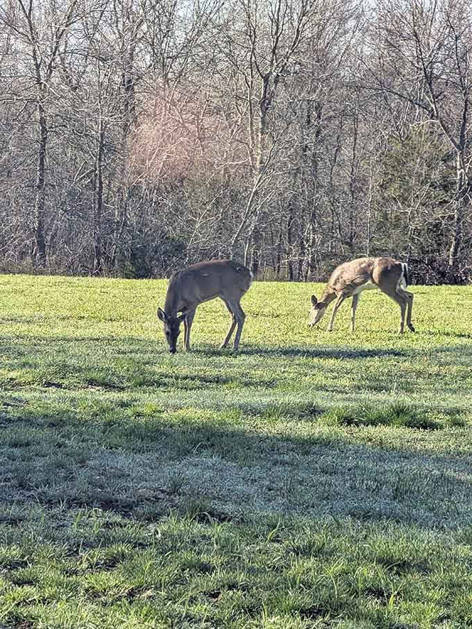 Local deer casually grazing like they own the place, which technically they do, but they're generous enough to share.