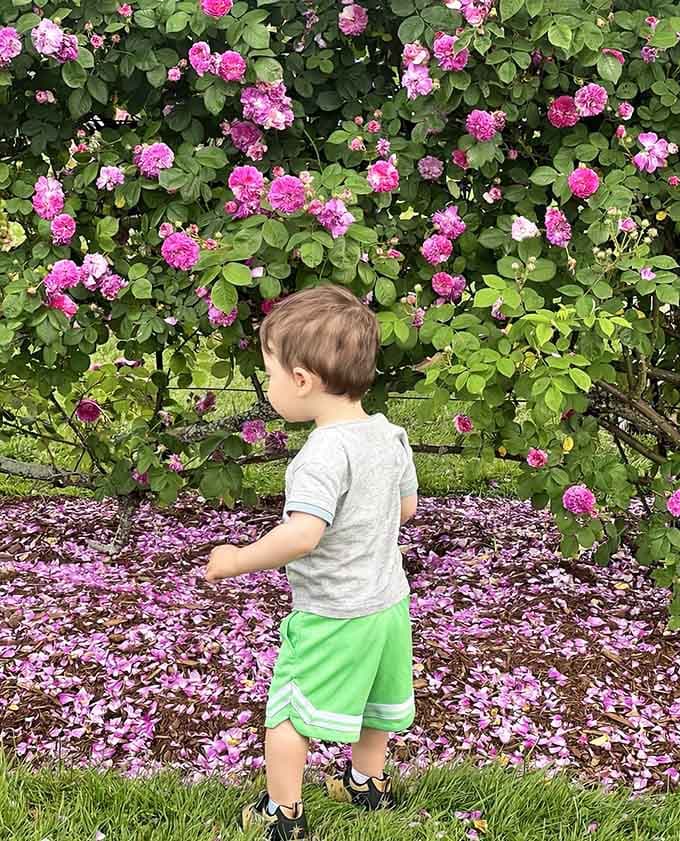 A little explorer discovers that fallen petals make the world&rsquo;s prettiest carpet, no vacuum required.