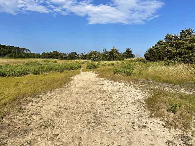 The sandy trail beckons through golden grasses, leading toward adventures that feel miles away from everyday life and stress.