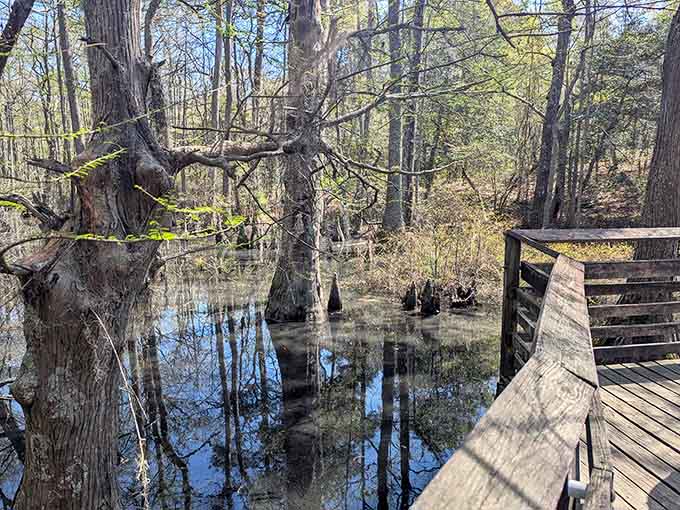 Where the maritime forest meets mysterious waters, creating scenes that belong on a nature documentary.