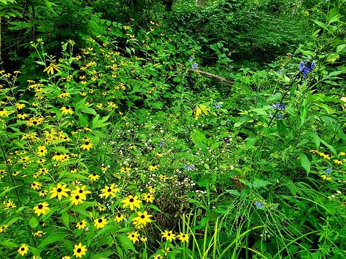Wildflower meadows bursting with color like nature's own impressionist painting come to life each spring season.