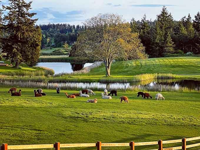 Grazing animals and reflecting ponds create a scene so peaceful it should come with a mandatory relaxation warning label.