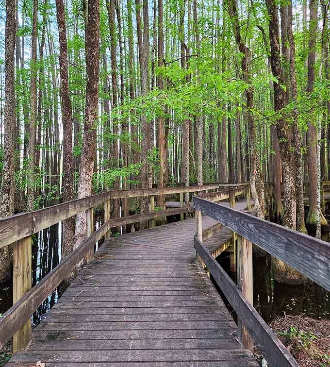 A boardwalk through the swamp that's more enchanting than any theme park could ever manufacture with special effects.