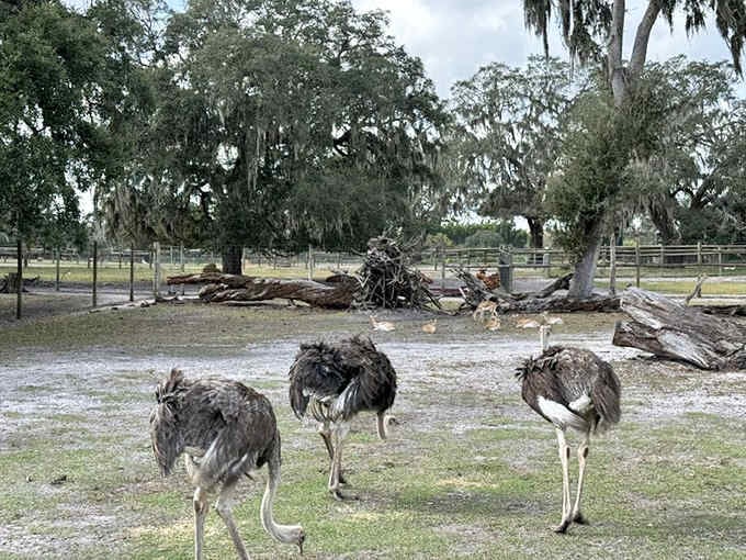 Ostriches strut around looking perpetually confused, like they forgot why they walked into this room.