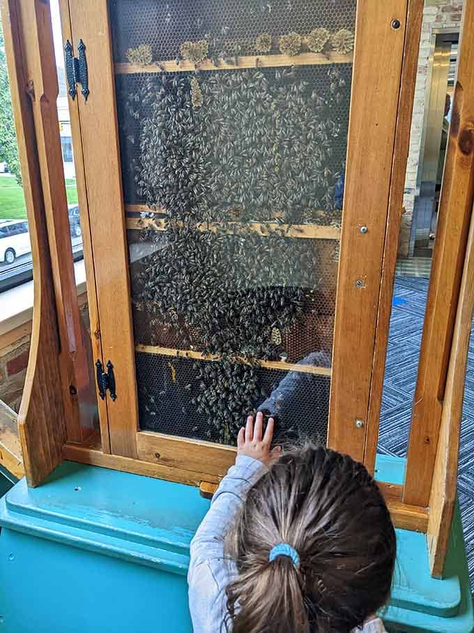 Thousands of bees working behind glass teach nature's lessons safely, like watching "The Bee Movie" but educational and real.