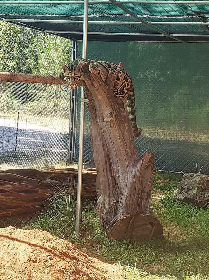 Leopards can lounge on tree stumps with more grace than most people manage on their own couches.