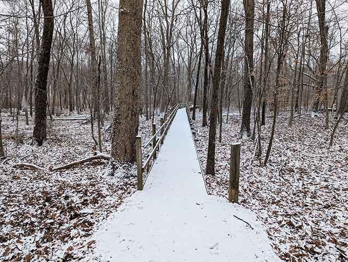 Winter transforms the boardwalk into a serene snow-dusted ribbon, perfect for those who prefer their nature walks without mosquitoes.