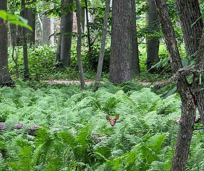 Local wildlife checking to see if you brought snacks, which you definitely shouldn't share no matter how cute.