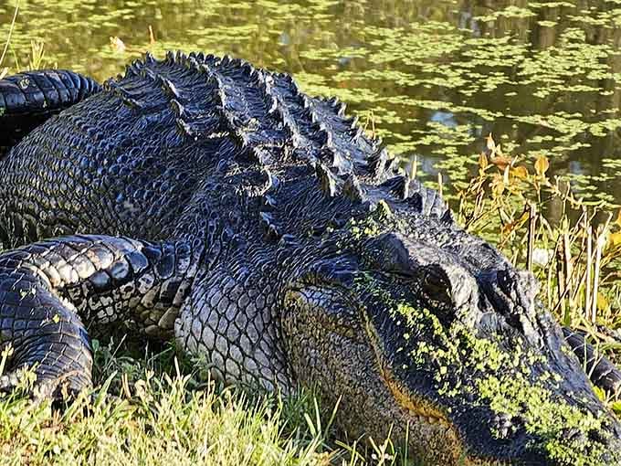 This alligator is living its best retirement life, unbothered by your presence or your camera clicks.