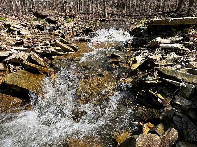 Crystal-clear water flows over limestone ledges, creating pools that reflect the canopy above like natural mirrors.