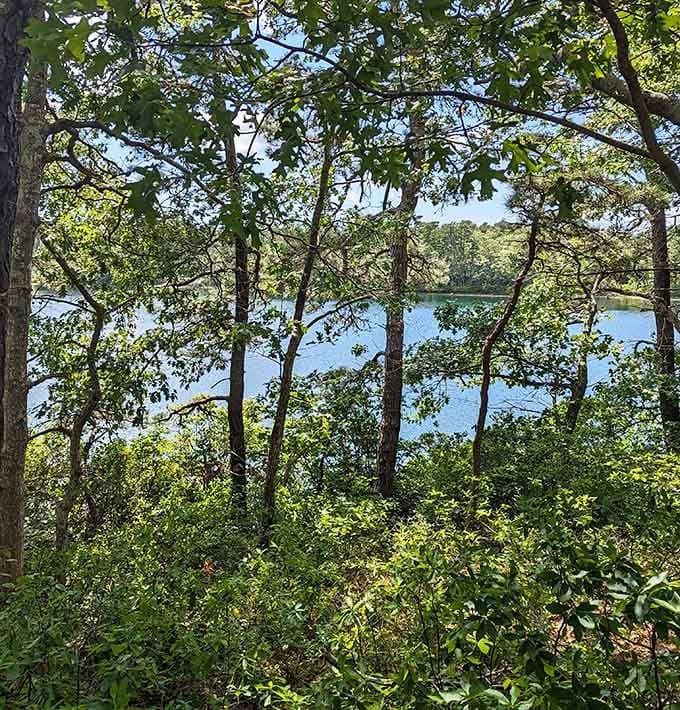 Wooded areas frame the water like a painting that actually improves your mood instead of gathering dust.