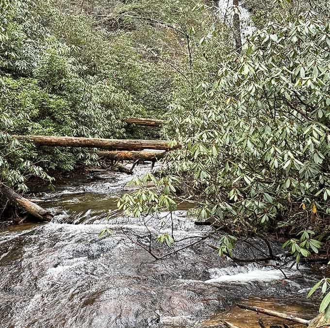 Even the creek's supporting cast of logs and boulders deserves appreciation for their scenic contribution to the show.
