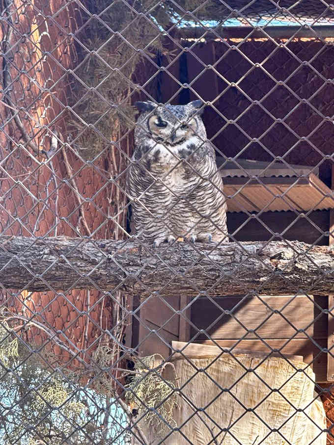 This owl's expression perfectly captures the mood of anyone who's been asked one too many "who" questions today.