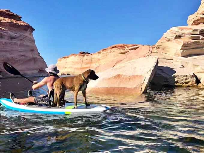 Even your four-legged friend can join the adventure on a paddleboard, tail wagging optional.