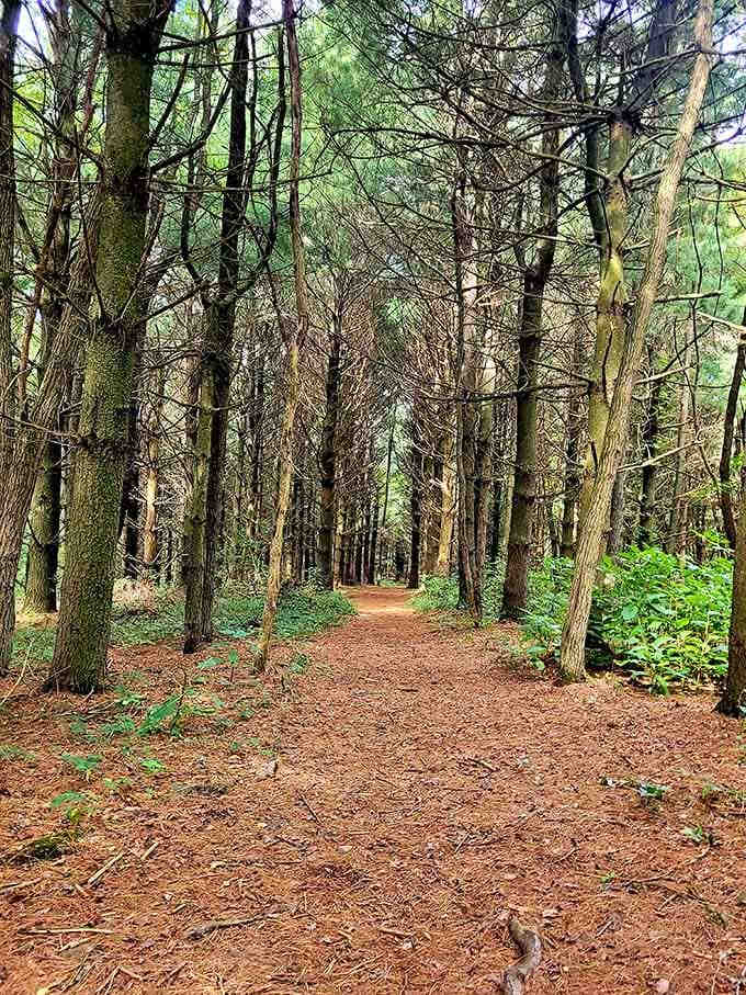 The trail stretches ahead through towering trees, a pine-needle carpet underfoot leading you toward natural wonders.