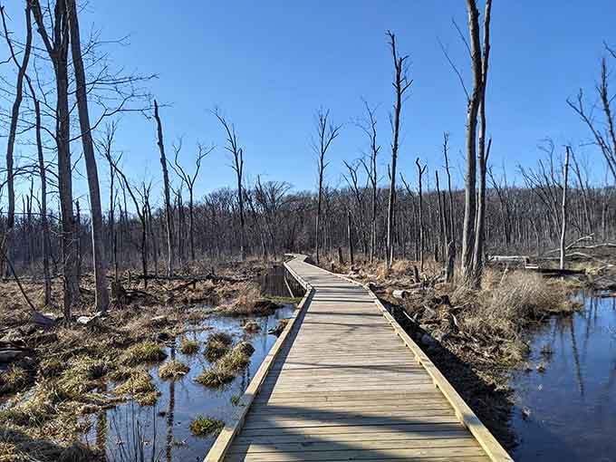 Boardwalks crossing marshlands where the silence is so complete, you can hear yourself think.