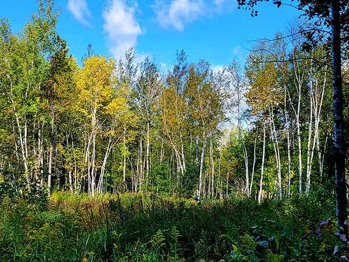 Autumn transforms the forest into a painter's palette, with golden birches stealing the show every single time.