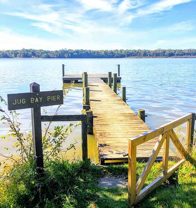 Jug Bay Pier extends into tranquil waters, offering the perfect spot for contemplation and wildlife watching.