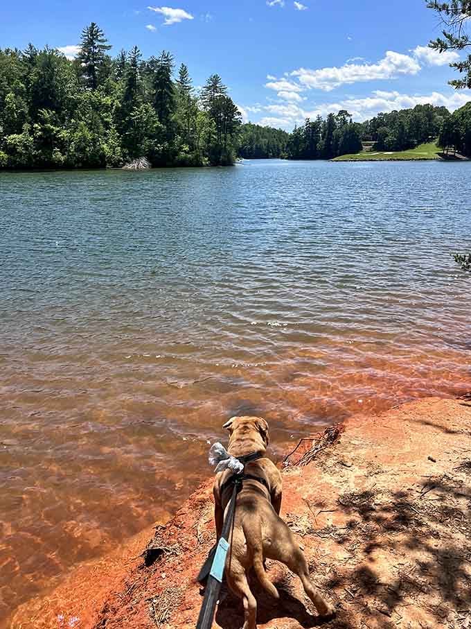 Four-legged hiking companions welcome, because dogs appreciate natural wonders too, probably more than we do.